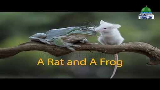 A Rat And A Frog