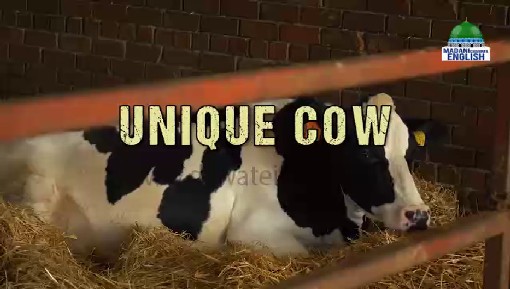 Unique Cow